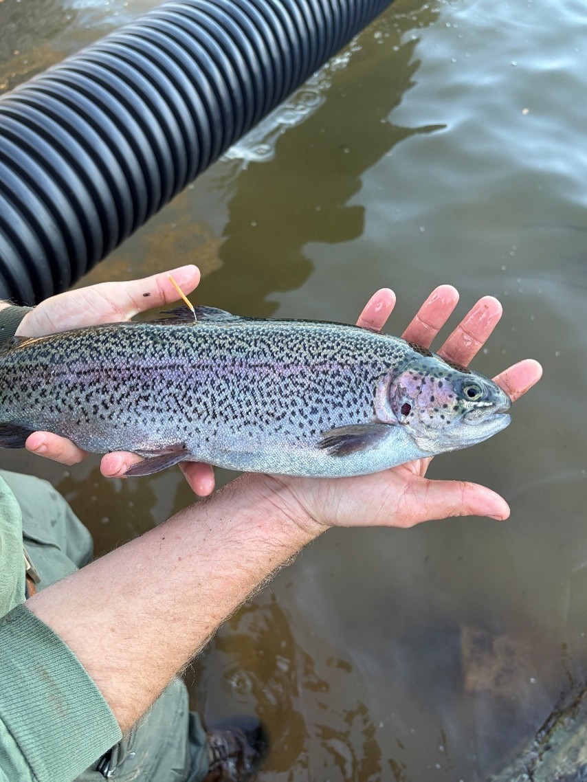 Lake Cachuma trots out the trout — 5,000 pounds of them - Santa Barbara ...